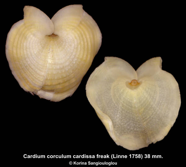 Auction 28 October - 1 November 2007 Miscellaneous Gastropods & Bivalves