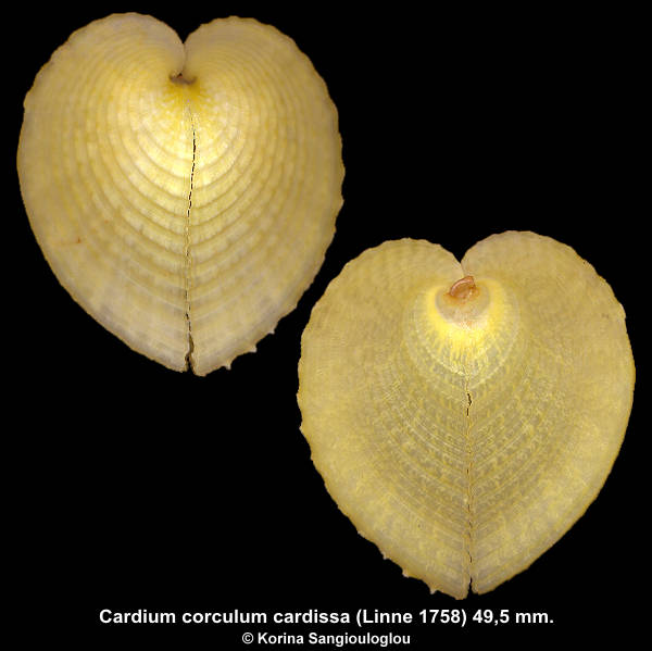 Auction 28 October - 1 November 2007 Miscellaneous Gastropods & Bivalves