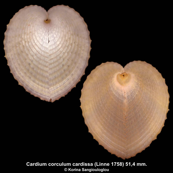 Auction 28 October - 1 November 2007 Miscellaneous Gastropods & Bivalves