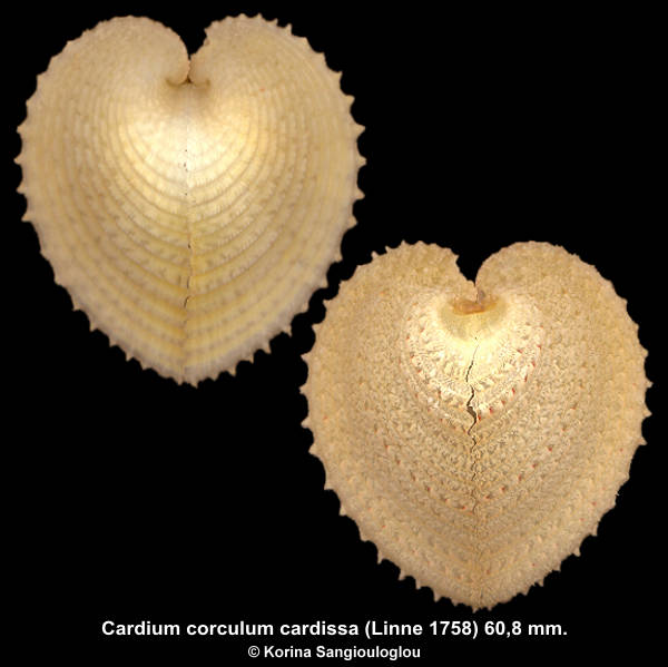 Corculum cardissa - Alchetron, The Free Social Encyclopedia