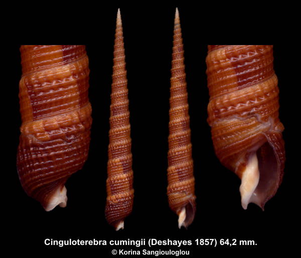 Auction 28 October - 1 November 2007 Miscellaneous Gastropods & Bivalves