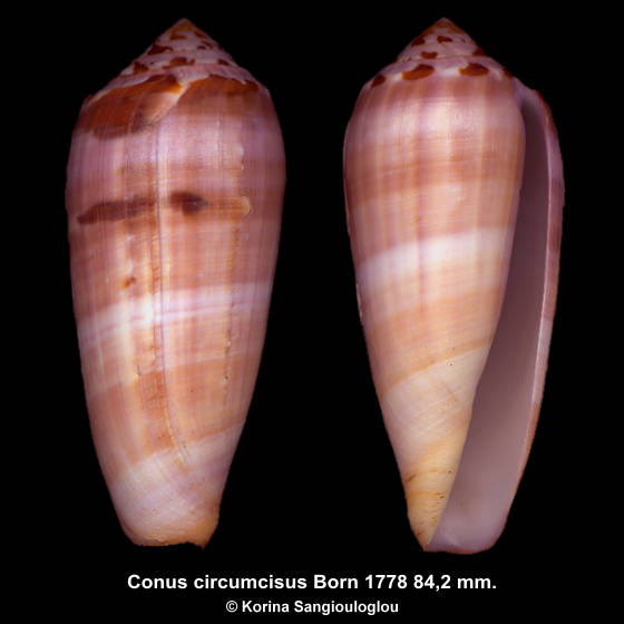 Auction 28 October - 1 November 2007 Conidae