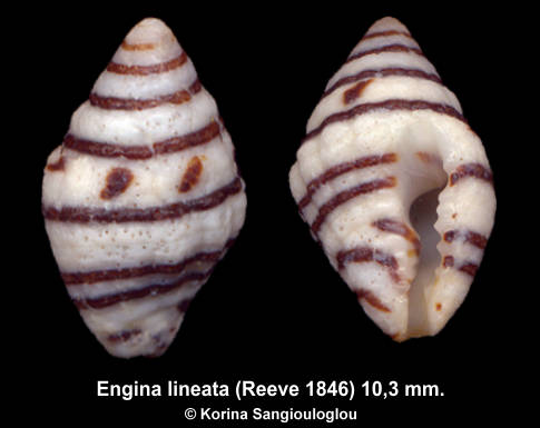 Auction 3-7 April 2011 Miscellaneous Gastropods & Bivalves