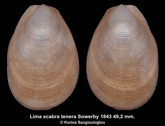 Auction 3-7 April 2011 Miscellaneous Gastropods & Bivalves