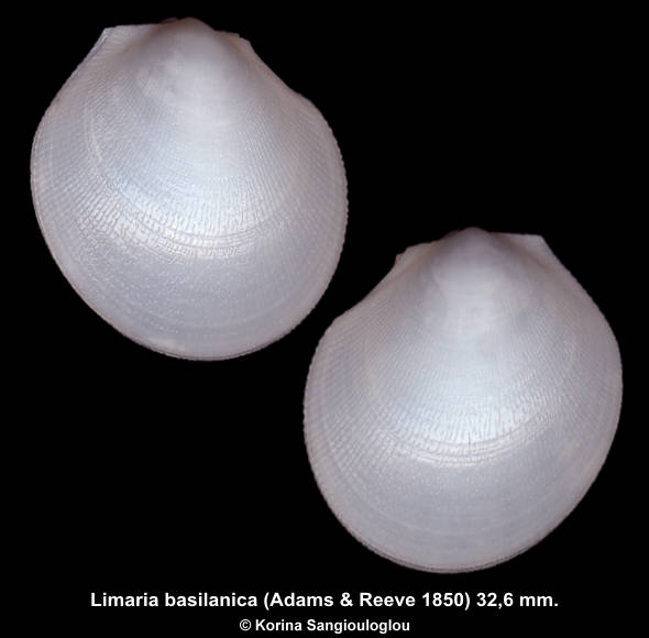 Auction 3-7 April 2011 Miscellaneous Gastropods & Bivalves