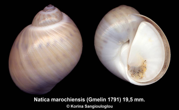 Auction 3-7 April 2011 Miscellaneous Gastropods & Bivalves