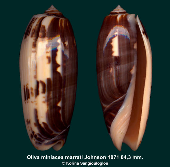 Auction 3-7 April 2011 Miscellaneous Gastropods & Bivalves