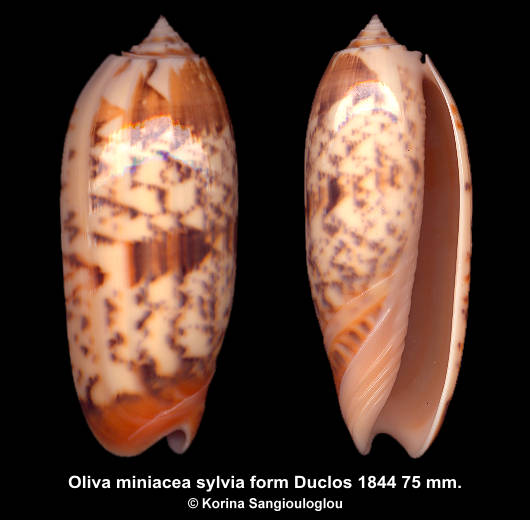 Auction 30 September - 5 October Miscellaneous Gastropods & Bivalves