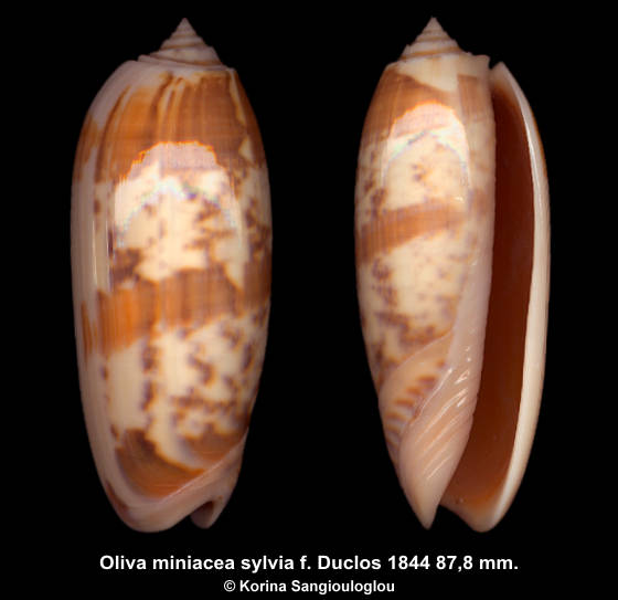 Auction 28 October - 1 November 2007 Miscellaneous Gastropods & Bivalves