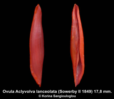 Auction 28 October - 1 November 2007 Ovulidae Pectinidae Volutidae