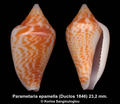 Auction 3-7 April 2011 Miscellaneous Gastropods & Bivalves