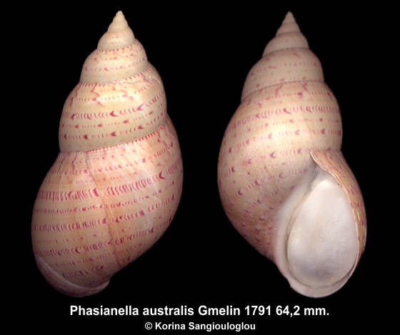 Auction 3-7 April 2011 Miscellaneous Gastropods & Bivalves
