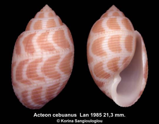 Auction 28 October - 1 November 2007 Miscellaneous Gastropods & Bivalves