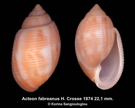 Auction 29 October - 2 November 2006 Miscellaneous Gastropods & Bivalves