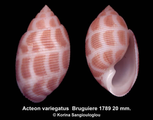 Auction 29 October - 2 November 2006 Miscellaneous Gastropods & Bivalves