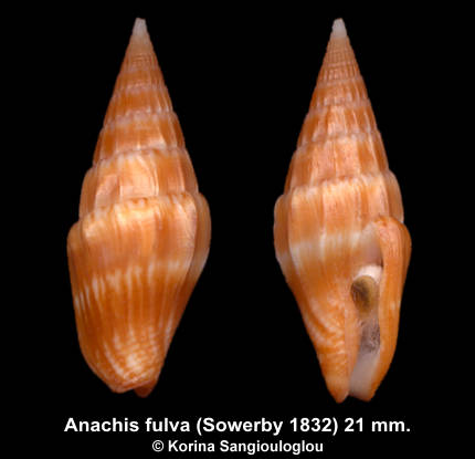 Auction 28 October - 1 November 2007 Miscellaneous Gastropods & Bivalves