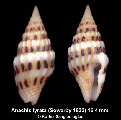 Auction 3-7 April 2011 Miscellaneous Gastropods & Bivalves