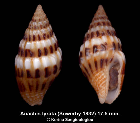 Auction 28 October - 1 November 2007 Miscellaneous Gastropods & Bivalves