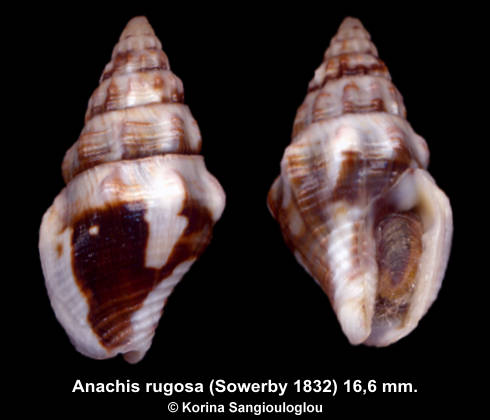 Auction 28 October - 1 November 2007 Miscellaneous Gastropods & Bivalves