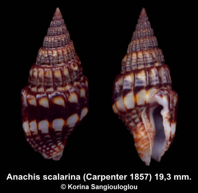 Auction 3-7 April 2011 Miscellaneous Gastropods & Bivalves