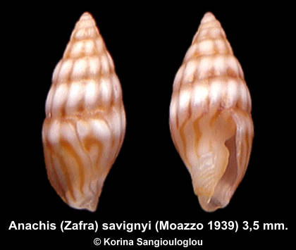 Auction 3-7 April 2011 Miscellaneous Gastropods & Bivalves