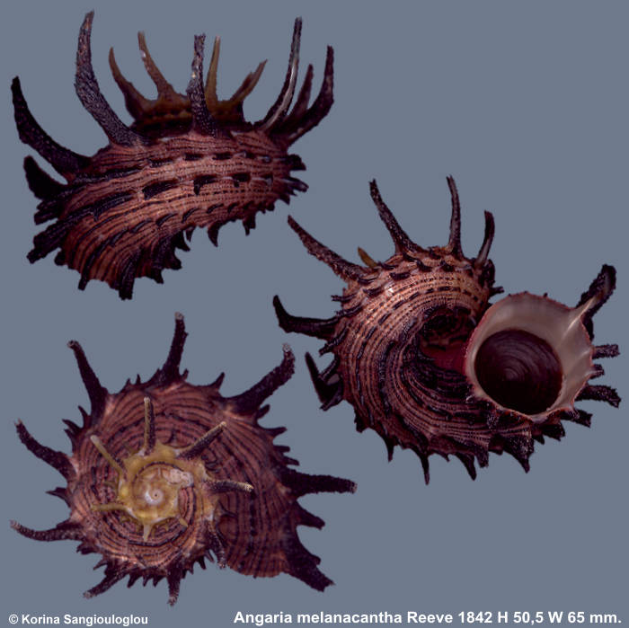 Auction 28 October - 1 November 2007 Miscellaneous Gastropods & Bivalves