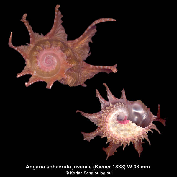 Auction 3-7 December 2006 Miscellaneous Gastropods & Bivalves