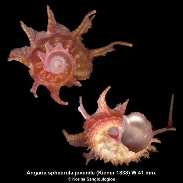 Auction 28 October - 1 November 2007 Miscellaneous Gastropods & Bivalves