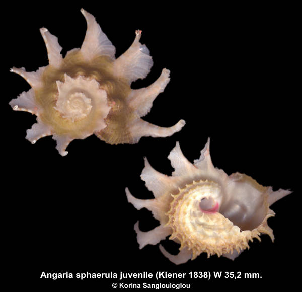 Auction 3-7 December 2006 Miscellaneous Gastropods & Bivalves