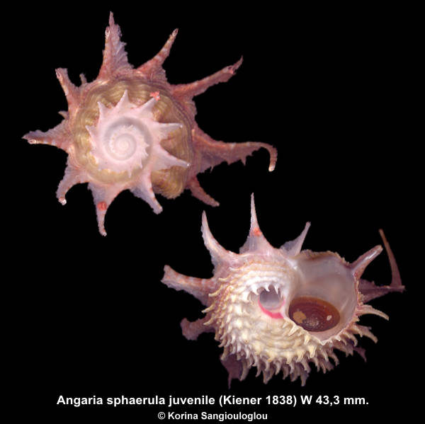 Auction 30 September - 5 October Miscellaneous Gastropods & Bivalves