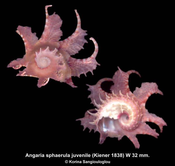 Auction 3-7 December 2006 Miscellaneous Gastropods & Bivalves