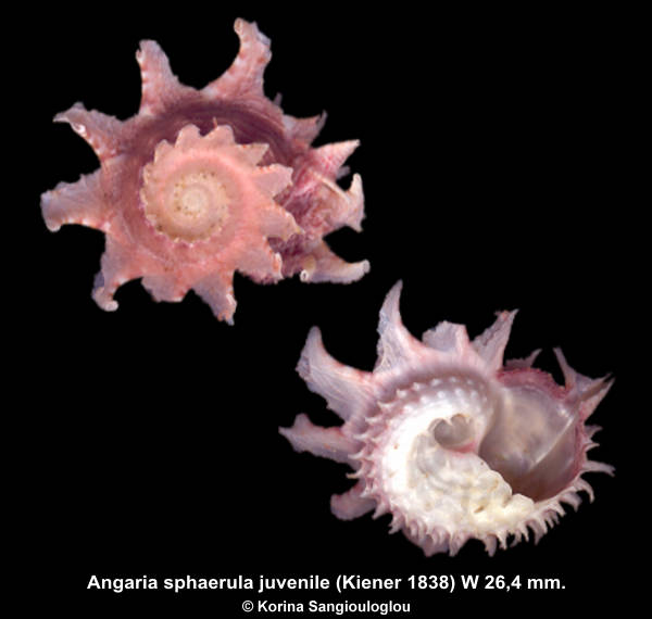 Auction 3-7 December 2006 Miscellaneous Gastropods & Bivalves