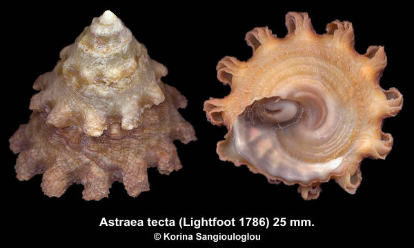 Auction 3-7 December 2006 Miscellaneous Gastropods & Bivalves