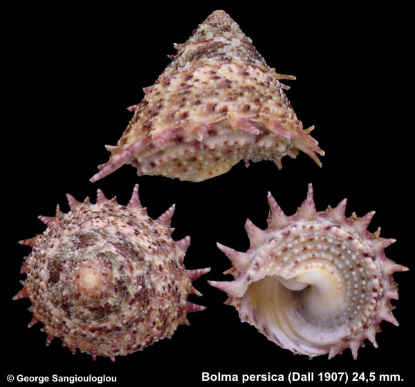 Auction 30 September - 5 October Miscellaneous Gastropods & Bivalves