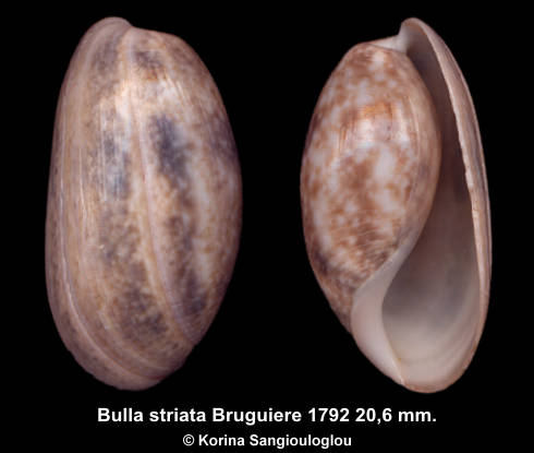 Auction 3-7 April 2011 Miscellaneous Gastropods & Bivalves