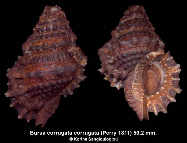 Auction 28 October - 1 November 2007 Miscellaneous Gastropods & Bivalves