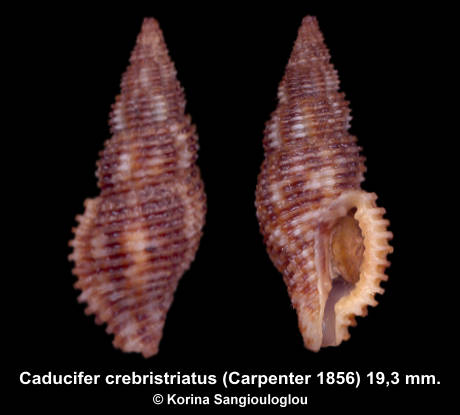 Auction 25-29 June 06 Miscellaneous Gastropods & Bivalves