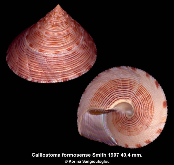 Auction 28 October - 1 November 2007 Miscellaneous Gastropods & Bivalves