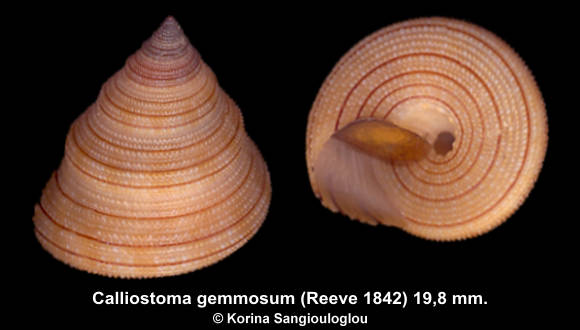 Auction 29 October - 2 November 2006 Miscellaneous Gastropods & Bivalves
