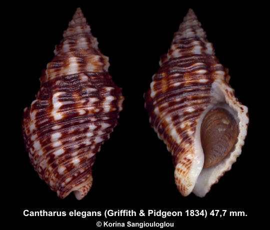 Auction 3-7 April 2011 Miscellaneous Gastropods & Bivalves