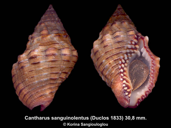 Auction 29 October - 2 November 2006 Miscellaneous Gastropods & Bivalves