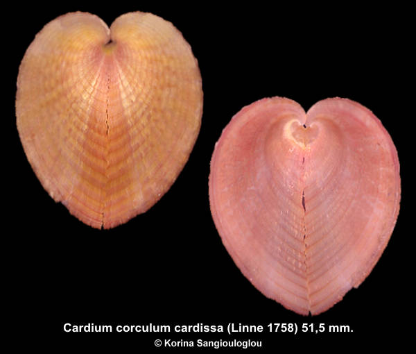 Auction 25-29 June 06 Miscellaneous Gastropods & Bivalves