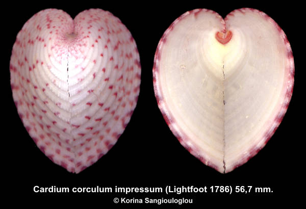 Auction 25-29 June 06 Miscellaneous Gastropods & Bivalves