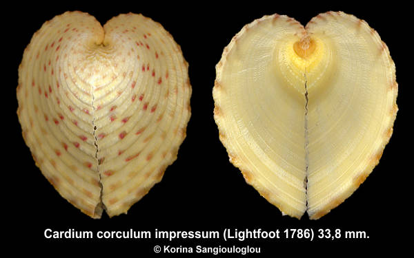 Auction 3-7 April 2011 Miscellaneous Gastropods & Bivalves