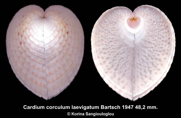 Auction 3-7 December 2006 Miscellaneous Gastropods & Bivalves