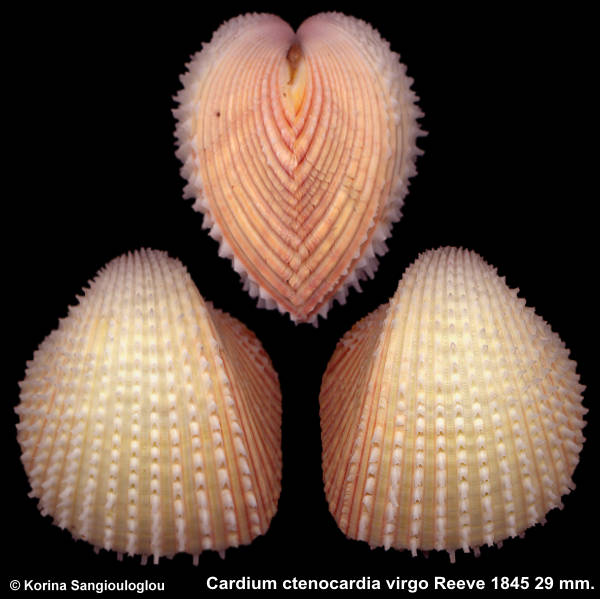 Auction 28 October - 1 November 2007 Miscellaneous Gastropods & Bivalves