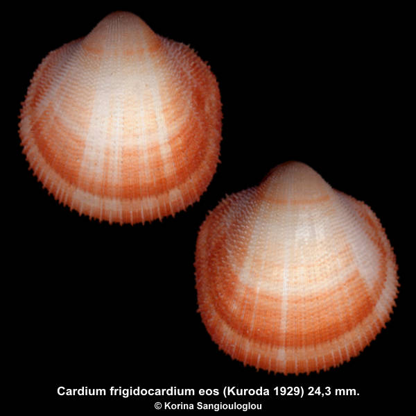 Auction 28 October - 1 November 2007 Miscellaneous Gastropods & Bivalves