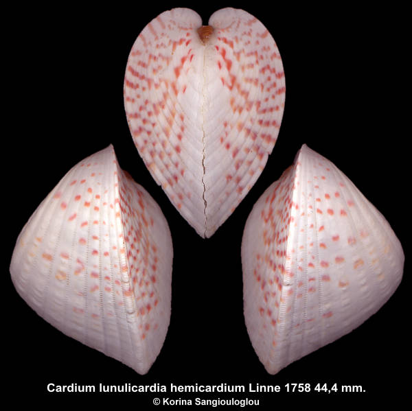 Auction 28 October - 1 November 2007 Miscellaneous Gastropods & Bivalves