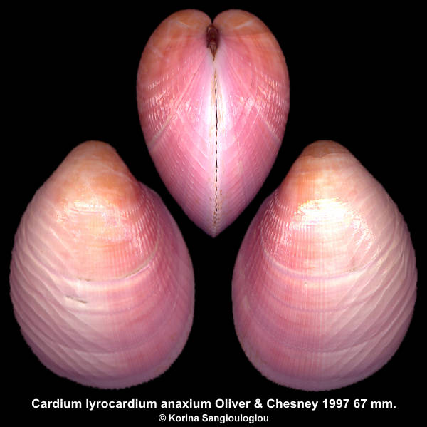 Auction 25-29 June 06 Miscellaneous Gastropods & Bivalves