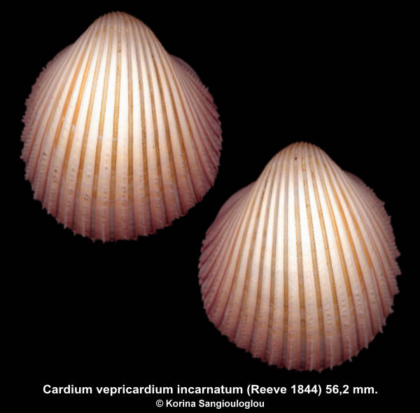 Auction 28 October - 1 November 2007 Miscellaneous Gastropods & Bivalves